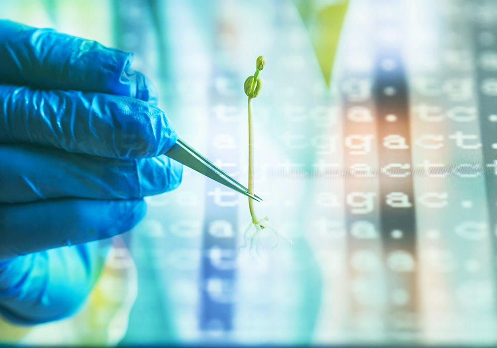 Crop scientists uncover wheat’s genetic secrets | The Western Producer Crop scientists uncover wheat’s genetic secrets | The Western Producer
