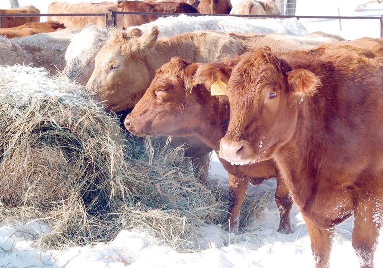 Cattle numbers slide in Canada | The Western Producer Cattle numbers slide in Canada | The Western Producer
