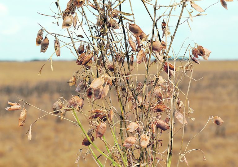New research strategy developed for root rot | The Western Producer New research strategy developed for root rot | The Western Producer