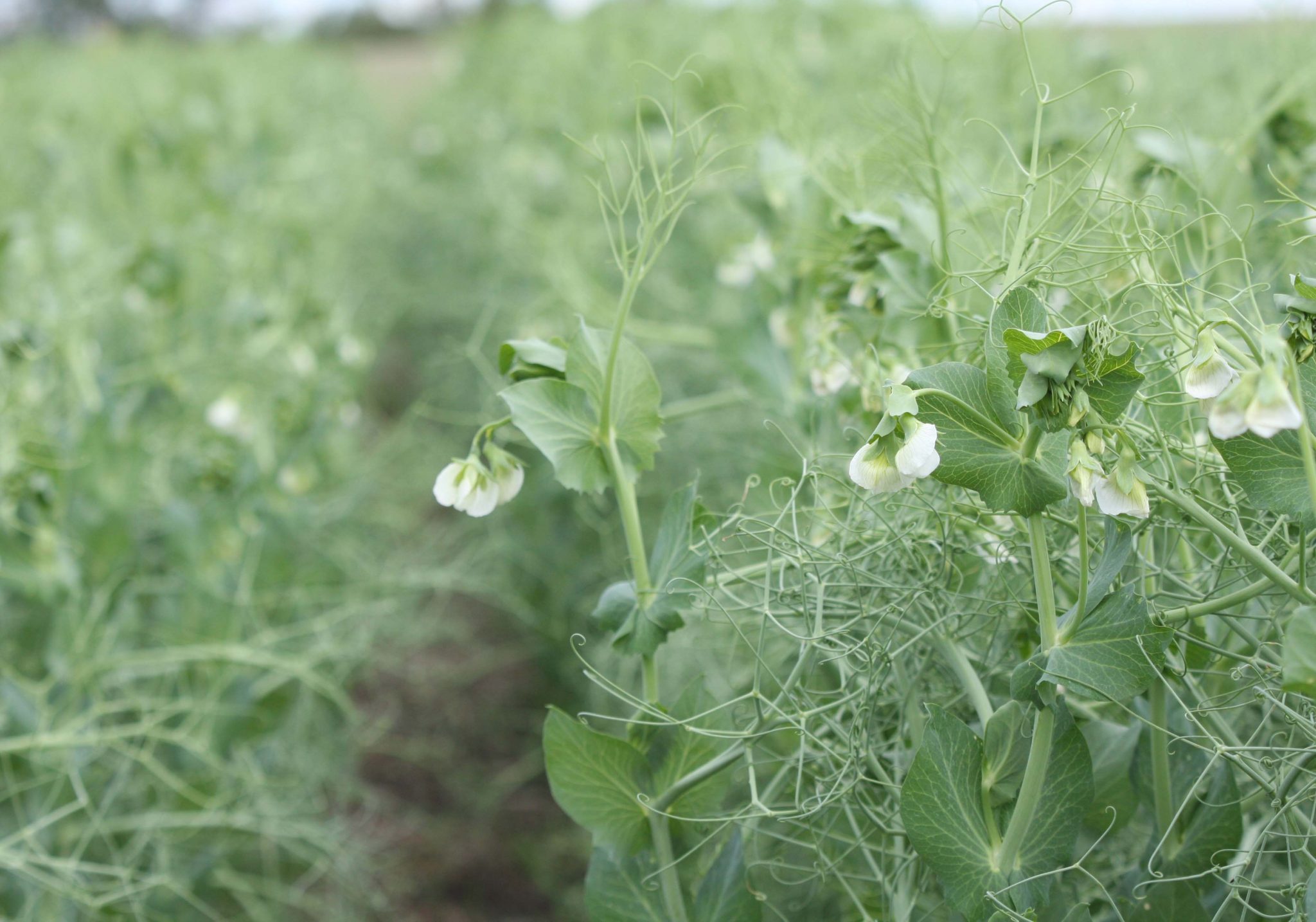 Russia now sells more peas to China than Canada | The Western Producer Russia now sells more peas to China than Canada | The Western Producer